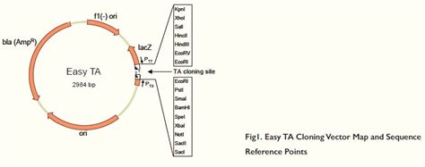 Pgem T Vector Sequence