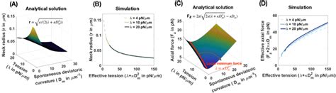 Effective Tension Including Spontaneous Deviatoric Curvature Regulates