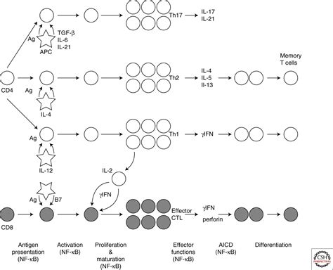 Roles Of The Nf κb Pathway In Lymphocyte Development And Function