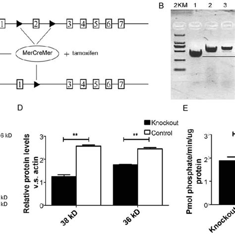 Construction And Identification Of Pp2acα Knockout Mice A The
