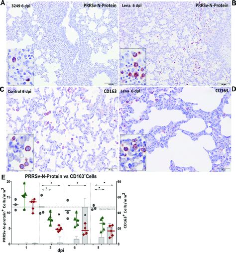Immunohistochemical Expression Of Prrsv N Protein And Cd163 In Lung