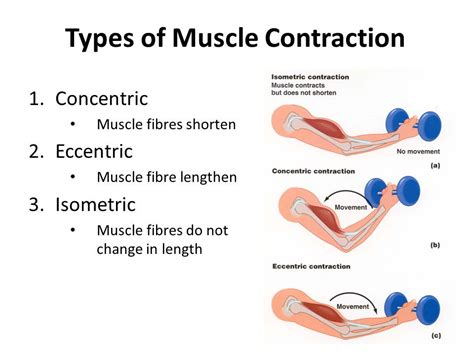 During Isometric Contraction The Energy Used Appears As Movement