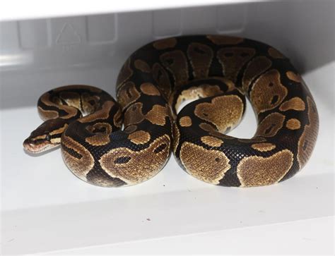 missing python found after disappearing from backpack at ontario
