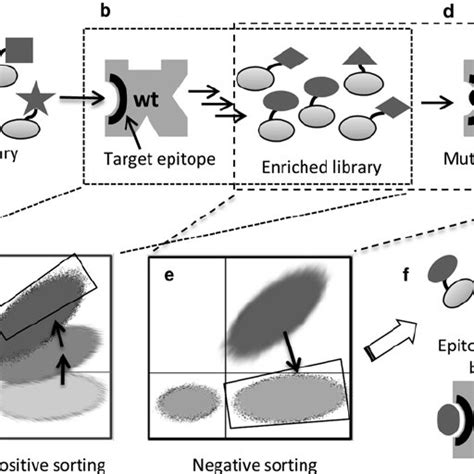 Yeast Surface Display Methods Protocols And Applications