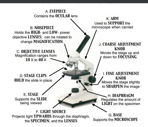 Compound Light Microscope Parts And Functions Shelly Lighting