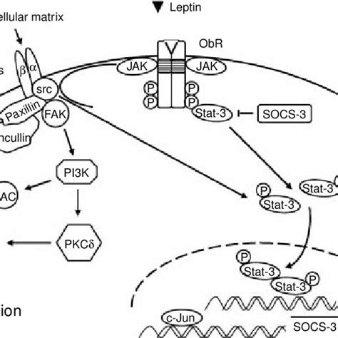 Model Of The Intracellular Signal Transduction Pathway Regulating The