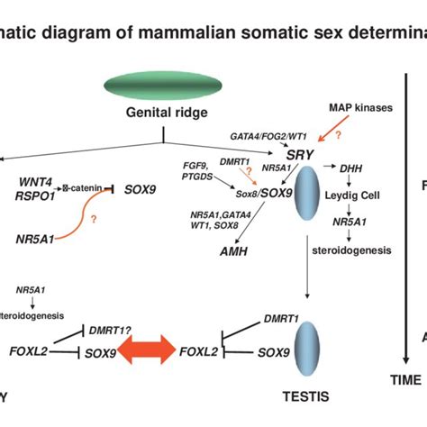 gel electrophoresis of the pcr amplicons of the sry gene lane m 100