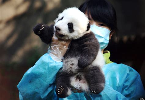 giant pandas the debate over their survival pictures