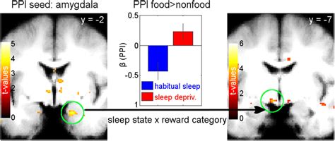 Functional Connectivity Results From Ppi The Seed Was Placed In The