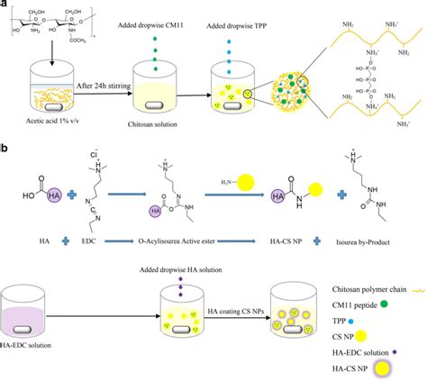 Schematic Representation Of The Ionic Gelation Process And Chitosan Tpp