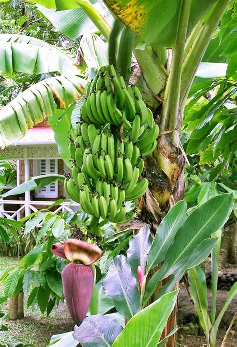 Budidaya Tanaman Pisang Budidayaku