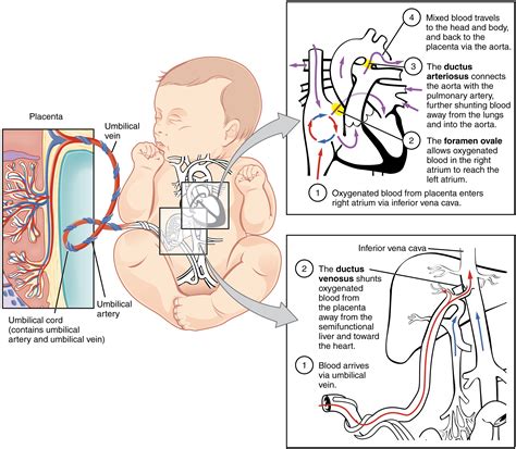 Fetal Development · Anatomy And Physiology