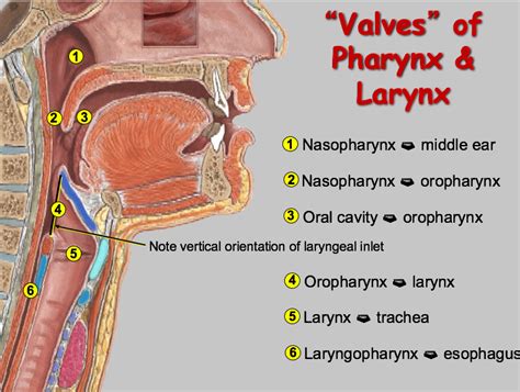 Pharynx And Larynx Anatomy