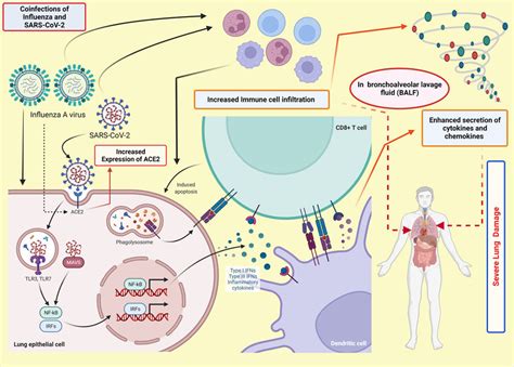 Schematic Representation Of Immunological Effects Of Sars Cov 2 And Iav