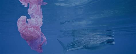 Breaking The Plastic Wave Top Findings For Preventing Plastic
