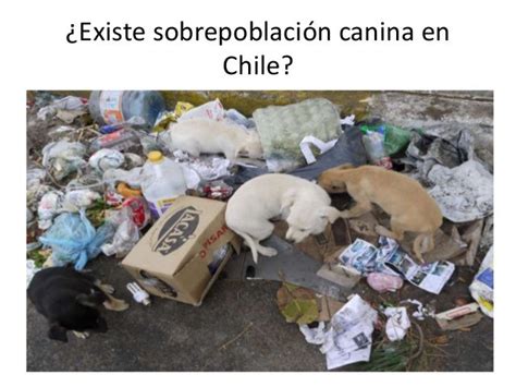 Control Sobrepoblacion Canina