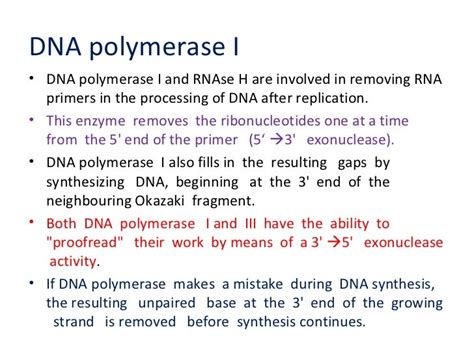 Enzymes And Proteins In Dna Replication