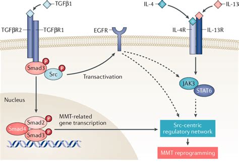 Regulation Of The Macrophage To Myofibroblast Transition The