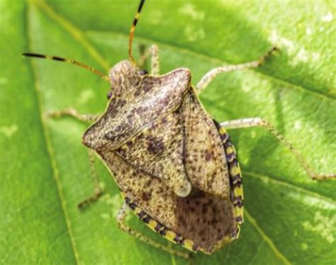 Garden Bugs The Good The Bad And The Ugly The Fayette County Record