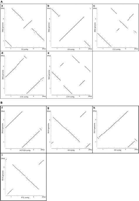 Frontiers Structural Genome Variants Of Pseudomonas Aeruginosa Clone