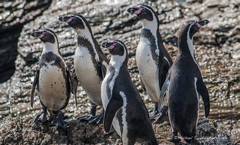 El Pingüino De Humboldt Y Su Carrera De Sobrevivencia En El Mar Peruano