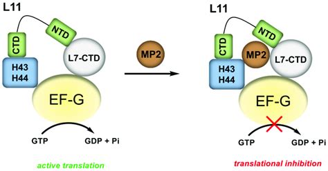 Schematic Representation Of The Mode Of Action Of Micrococcin P2