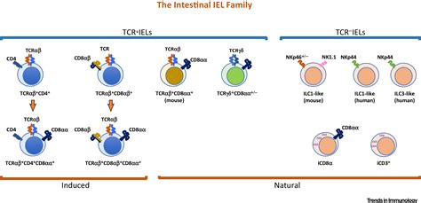 Intestinal Intraepithelial Lymphocytes Sentinels Of The Mucosal