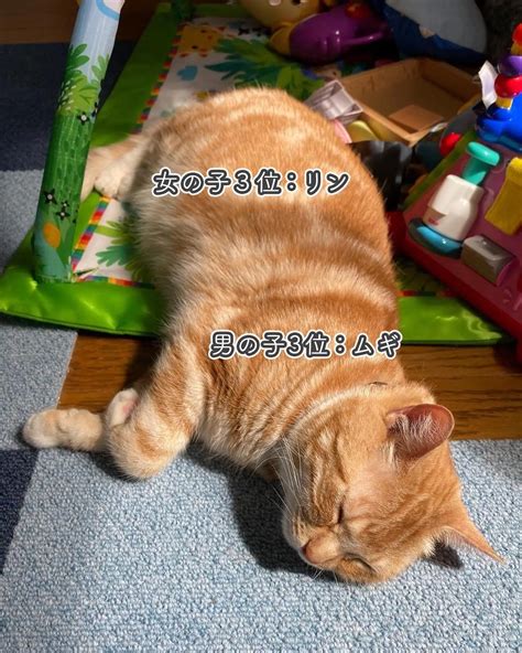 猫の名前ランキング【2022年最新版】 ねこぞーが投稿したフォトブック Lemon8