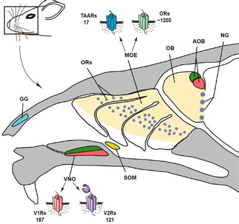 Olfactory Pathway Diagram