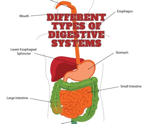 A Comprehensive Guide To Different Types Of Digestive Systems
