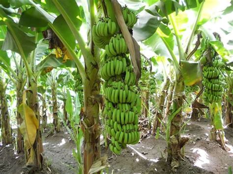 Panduan Teknik Budidaya Pisang Begini Cara Yang Benar Agrozine My Xxx