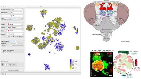 Scorange – T Sne Single Cell Analysis