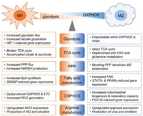 Metabolic Regulation Of Macrophages Metabolic Features Of M1 And M2