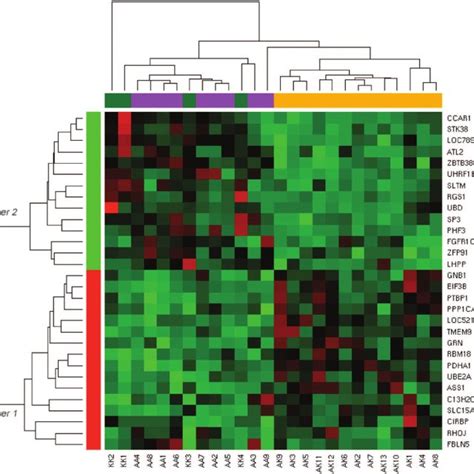 Two Way Hierarchical Clustering Analysis Of The Genes Identified By