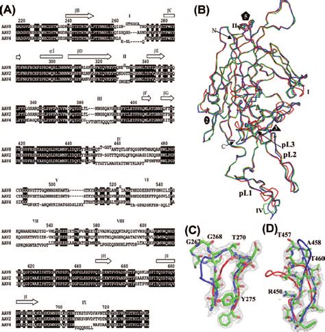 superimposition of aav structures a sequence structure alignment of