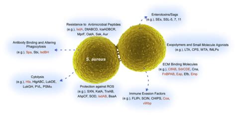 6 Staphylococcus Aureus Virulence Factors Staphylococcus Aureus Can