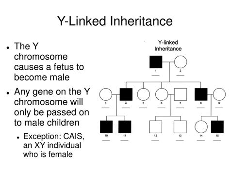 y linked inheritance example what are the different ways