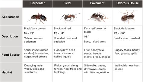 4 ants you ll encounter this summer western exterminator blog