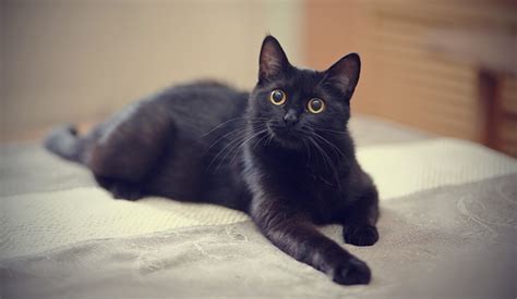 黒猫が横切るのは不吉？幸運？迷信が生まれた時代背景や由来、黒猫にまつわる様々な迷信も紹介！ Qrasippo（クラシッポ）