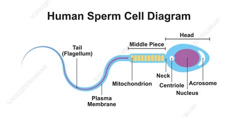 Human Sperm Cell Diagram Illustration Stock Image F037 4442