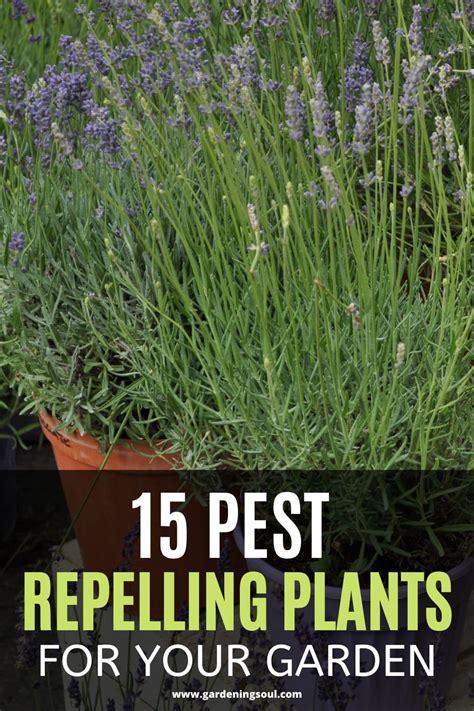 15 Pest Repelling Plants For Your Garden