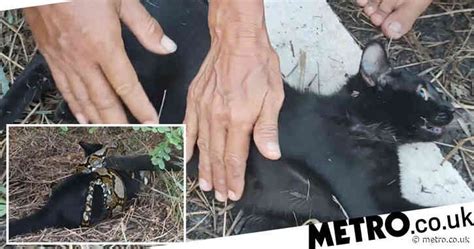 china using sexy honeytrap women to seduce former mi6