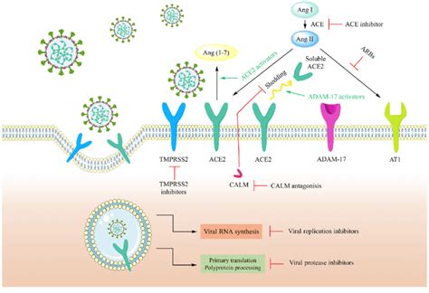 Schematic Representation Of Potential Drugs And Strategies For The