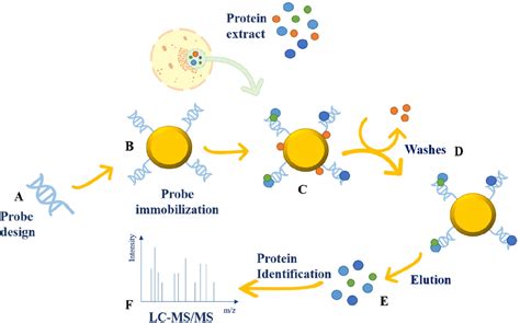 Protein Dna Rna Interactions An Overview Of Investigation Methods In
