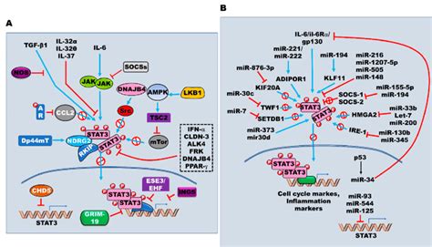 The Regulation Of The Jak Stat3 Signaling A The Multiple Intrinsic
