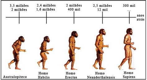 Evolução Humana O Que é Origem E Etapas Significados