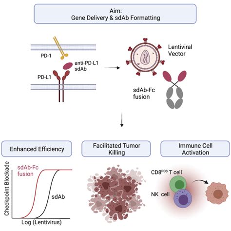 Formatting And Gene Based Delivery Of A Human Pd L1 Single Domain