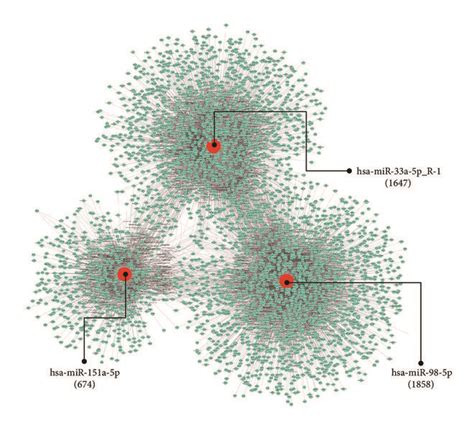 The Regulatory Network Between Mirnas And Target Genes Associated With