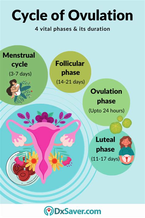 Ovulation Confirmation Test Understanding The Key To Fertility