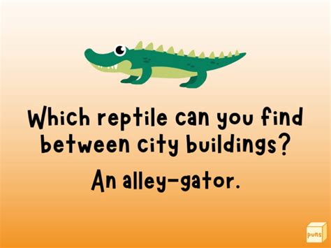 45 Hilarious Alligator Jokes Box Of Puns